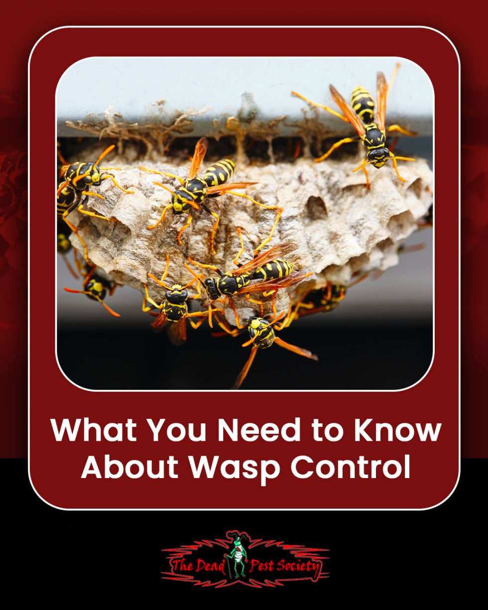What You Need to Know About Wasp Control | The Dead Pest Society